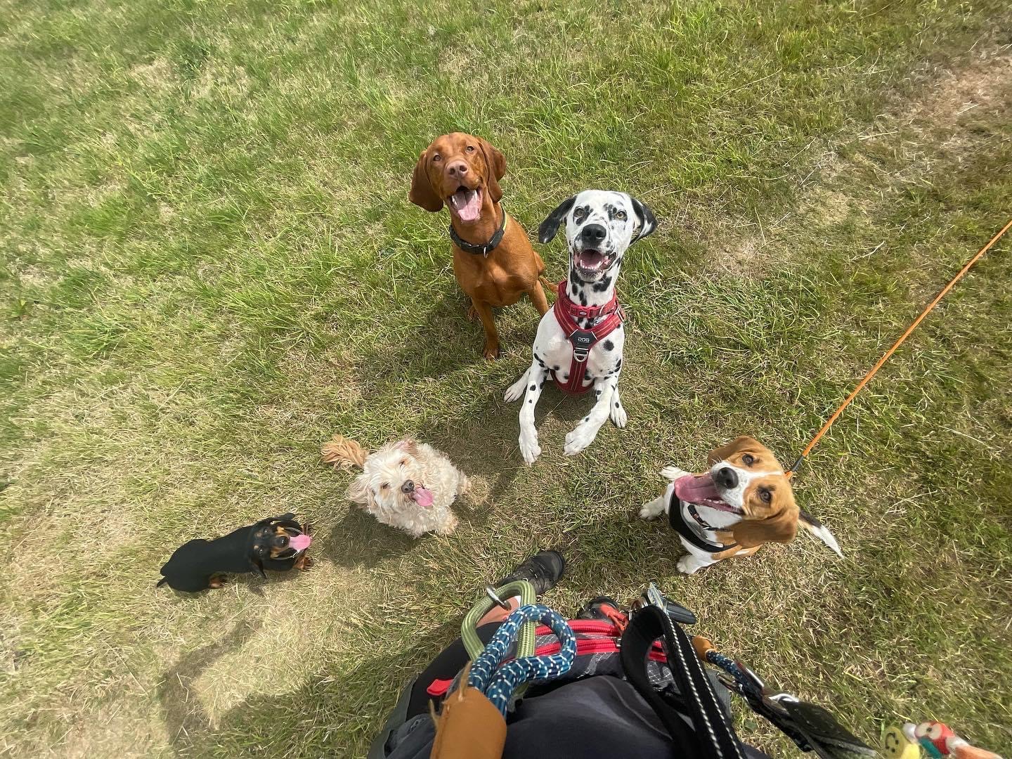 Welcome to JJ Dog Services